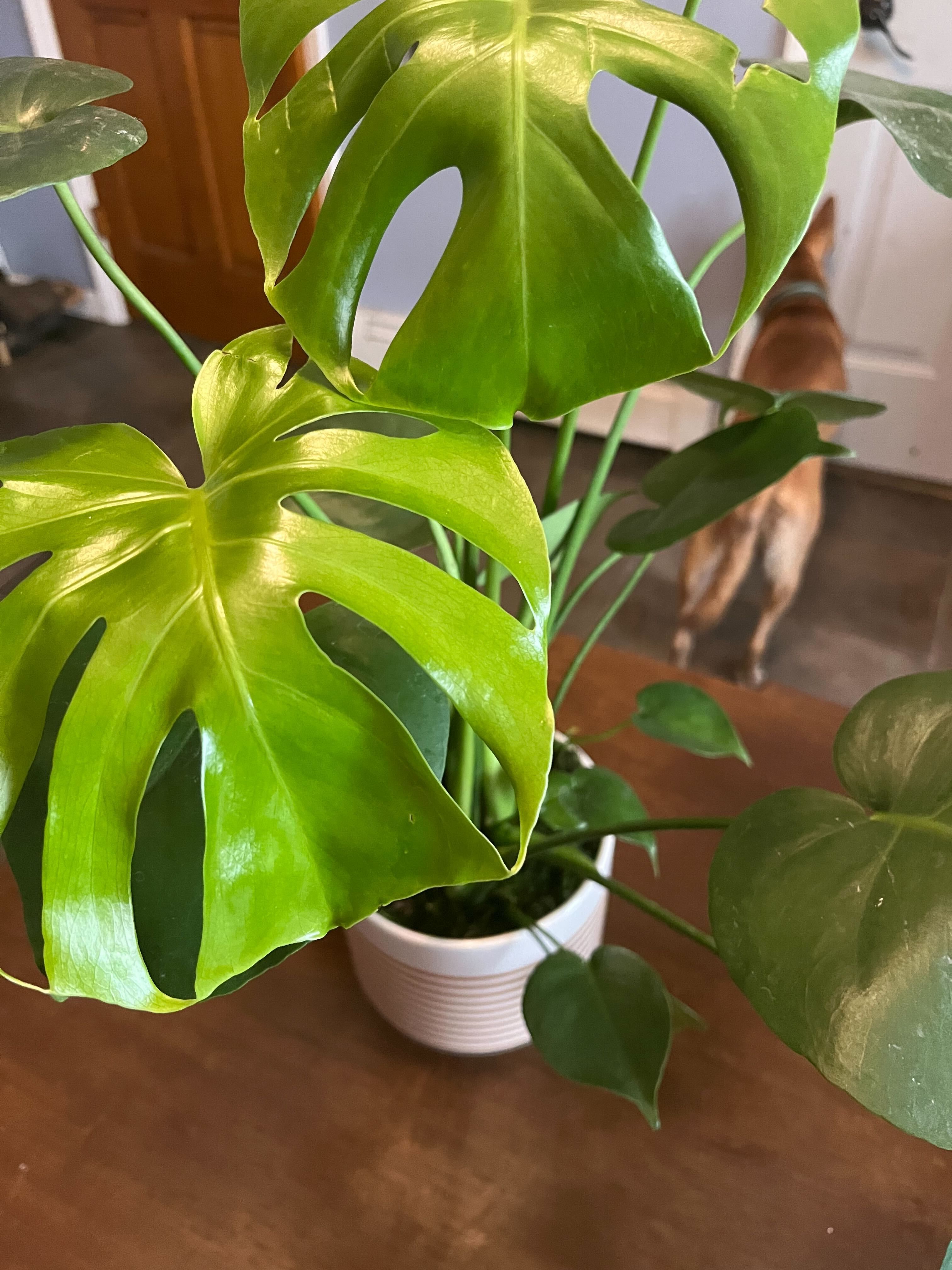 Courtney Reilly | BackyardBoss