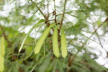 Do Trees Need Water in Winter?