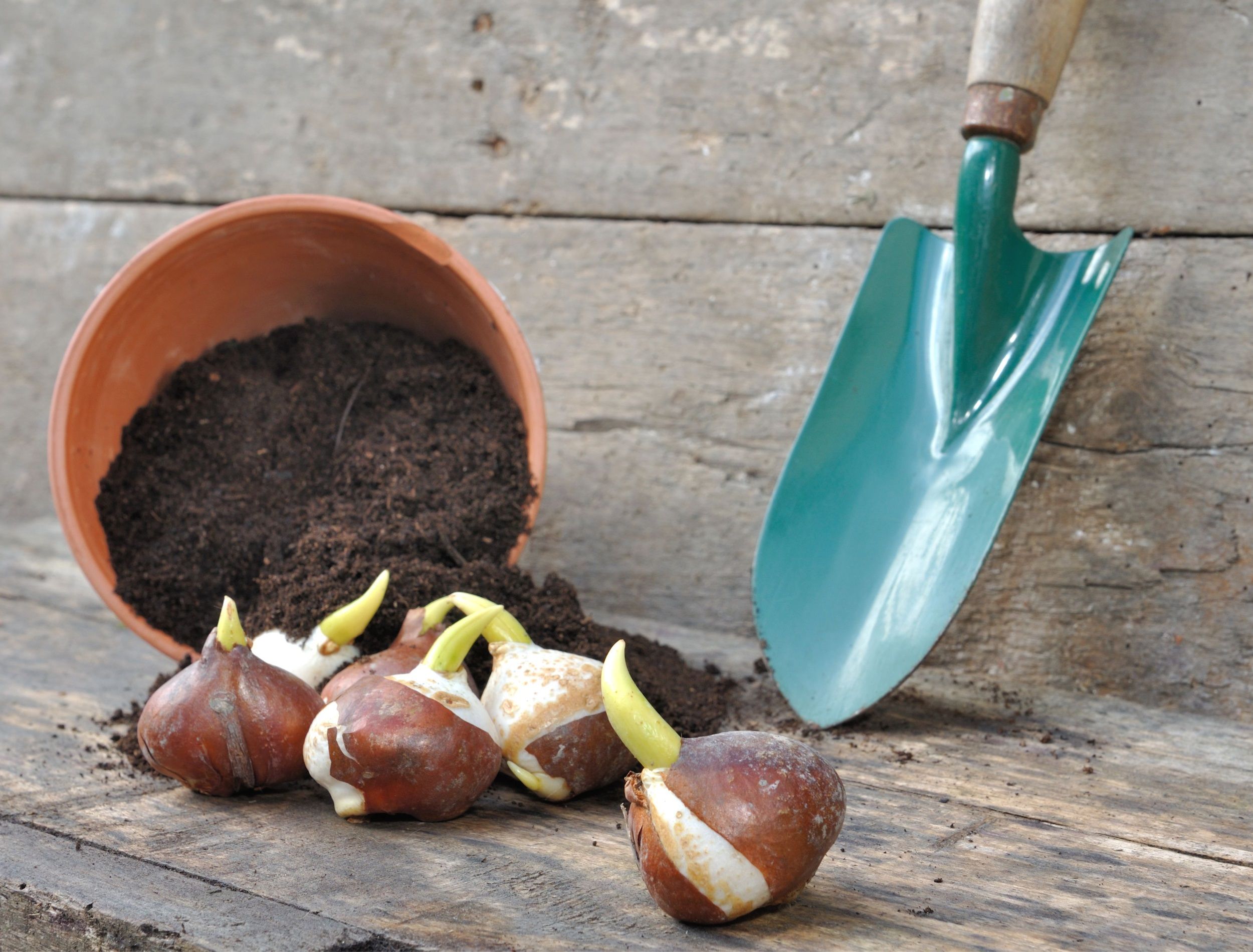 How to Grow Bulbs Indoors