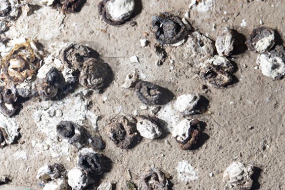 147 Things You Can Compost and 9 Things You Can’t