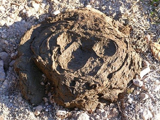147 Things You Can Compost and 9 Things You Can’t