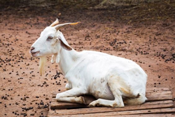 147 Things You Can Compost and 9 Things You Can’t