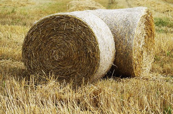 147 Things You Can Compost and 9 Things You Can’t