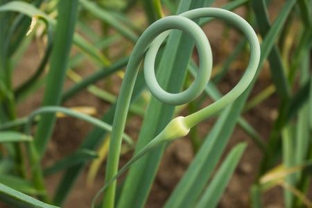 What are Garlic Scapes and What Can You Do with Them?