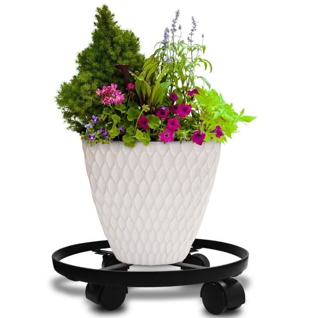 Vibrant Hibiscus Species: Why Your Garden Should Have One