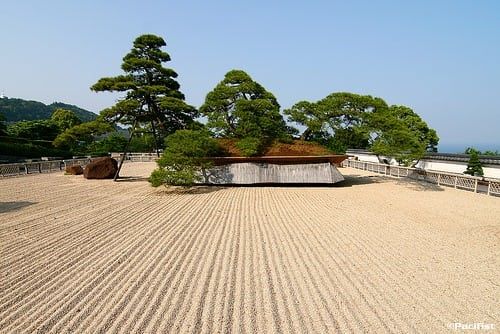 10 Pics of the Oldest Bonsai Tree