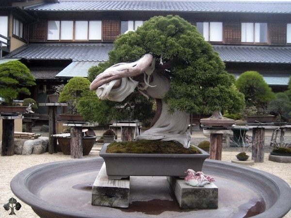 10 Pics of the Oldest Bonsai Tree