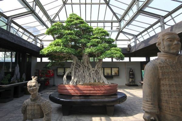 10 Pics of the Oldest Bonsai Tree