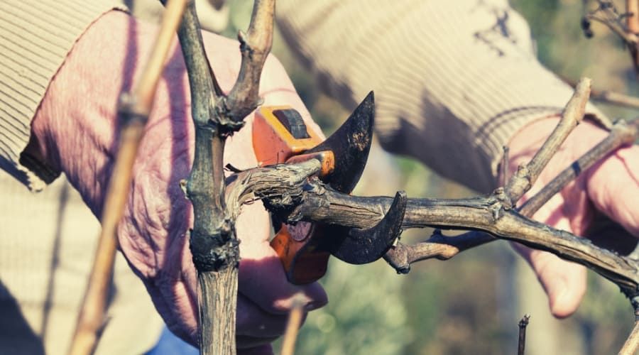 How to Prune Your Grapevine: A Beginner’s Guide