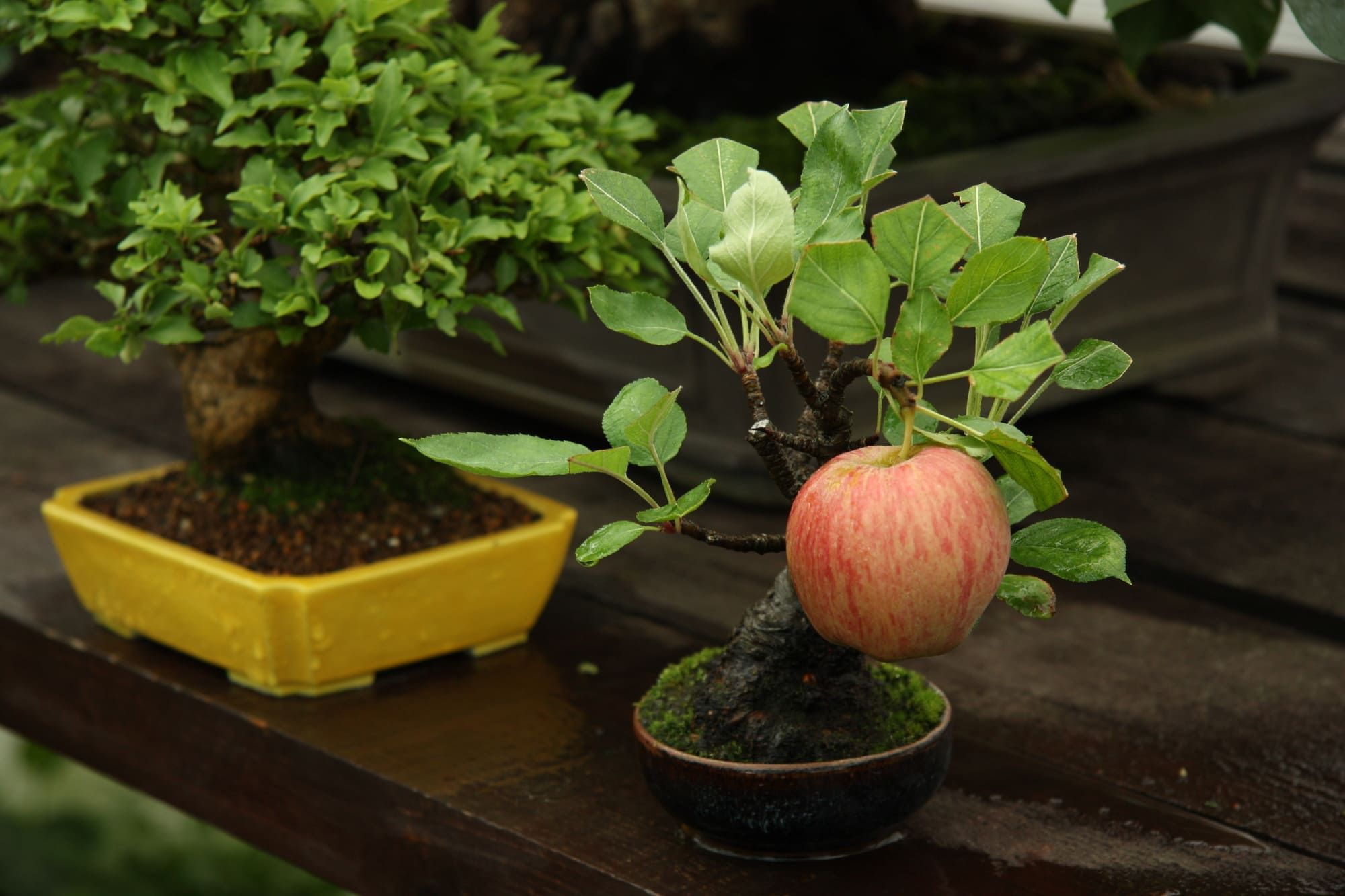 Everything You Need to Know About Japanese Bonsai Trees