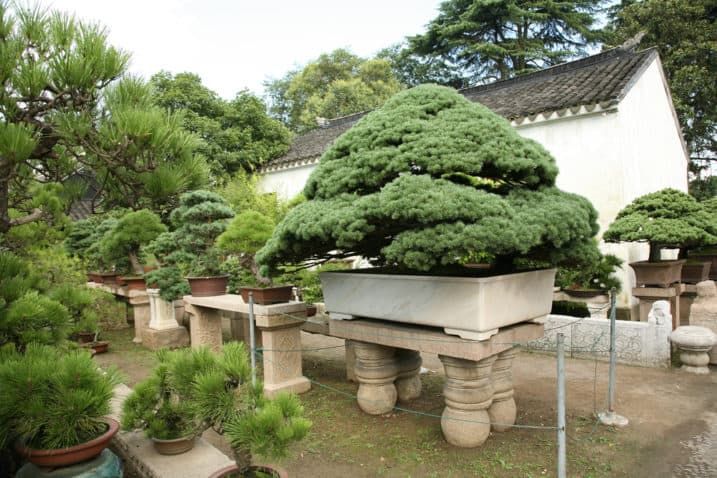 13 Stunning Giant Bonsai Trees with Pictures!