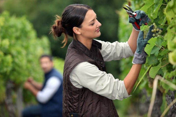 How to Prune Your Grapevine: A Beginner’s Guide