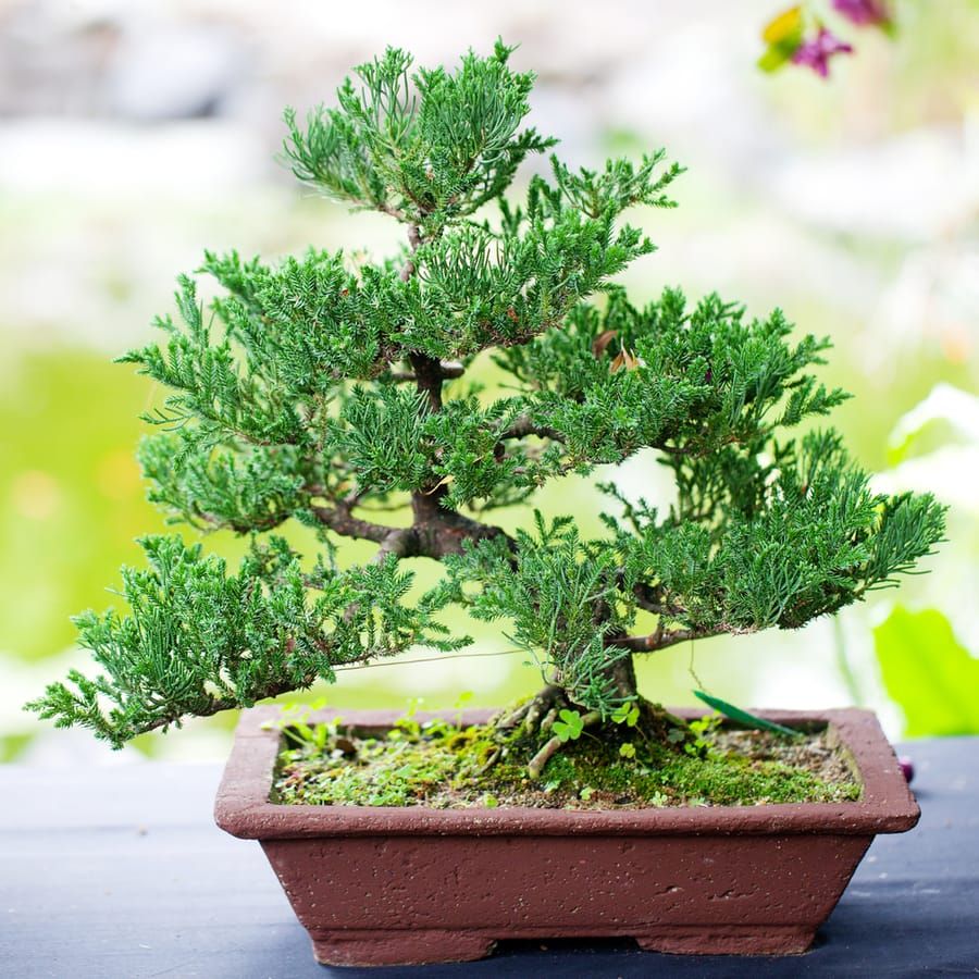 Everything You Need to Know About Juniper Bonsai Trees