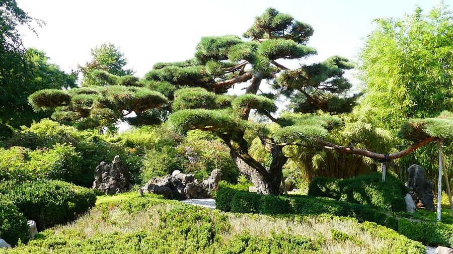 13 Stunning Giant Bonsai Trees with Pictures!
