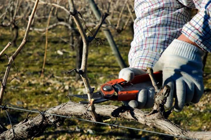 How to Prune Your Grapevine: A Beginner’s Guide