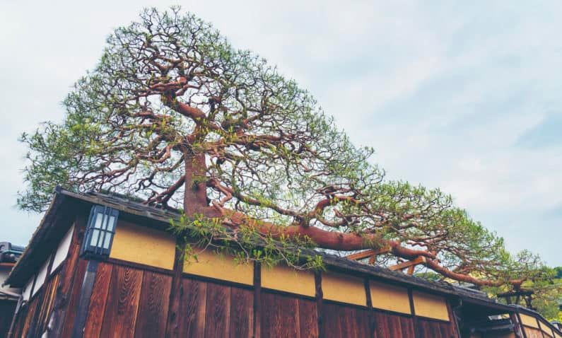 13 Stunning Giant Bonsai Trees with Pictures!