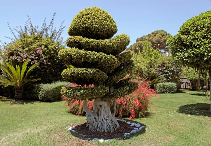 13 Stunning Giant Bonsai Trees with Pictures!