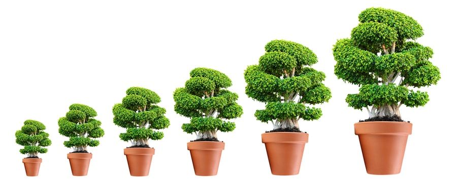 Everything You Need to Know About Juniper Bonsai Trees
