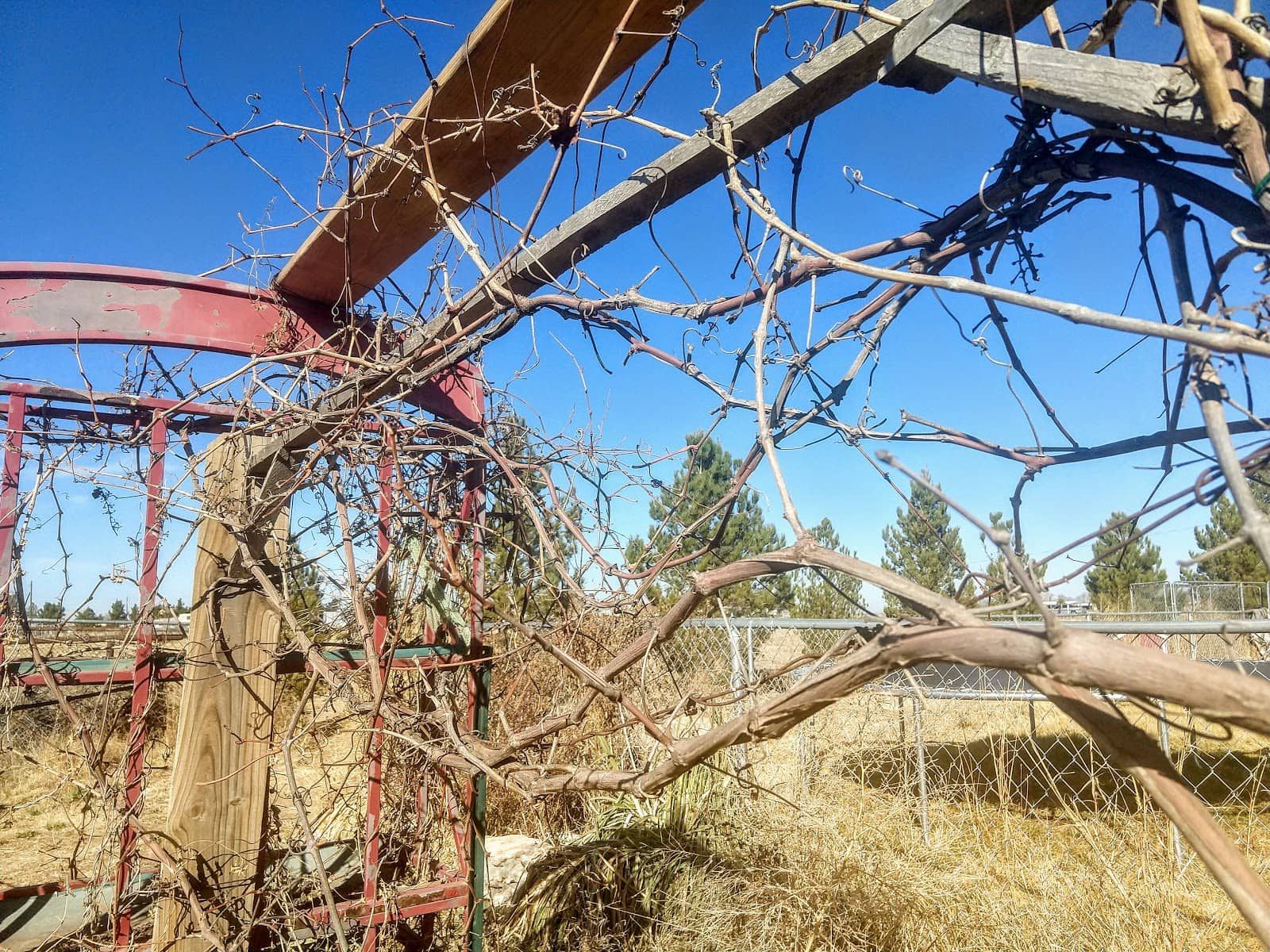 How to Prune Your Grapevine: A Beginner’s Guide