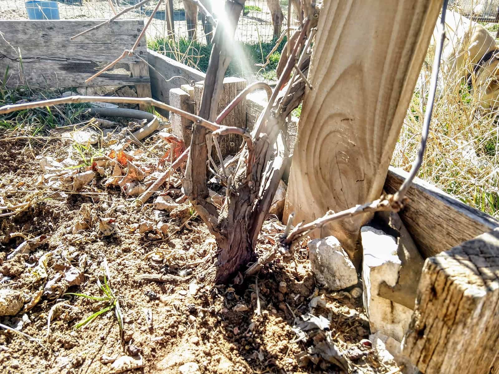 How to Prune Your Grapevine: A Beginner’s Guide