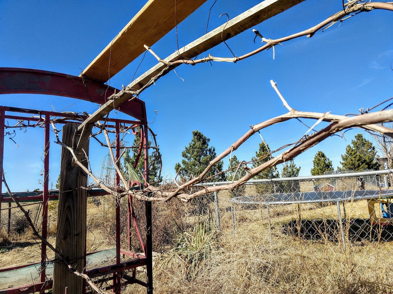 How to Prune Your Grapevine: A Beginner’s Guide