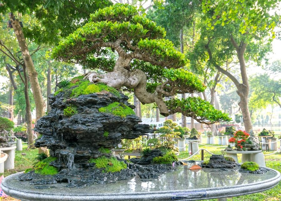 29 Gorgeous Pictures of Bonsai on Rocks