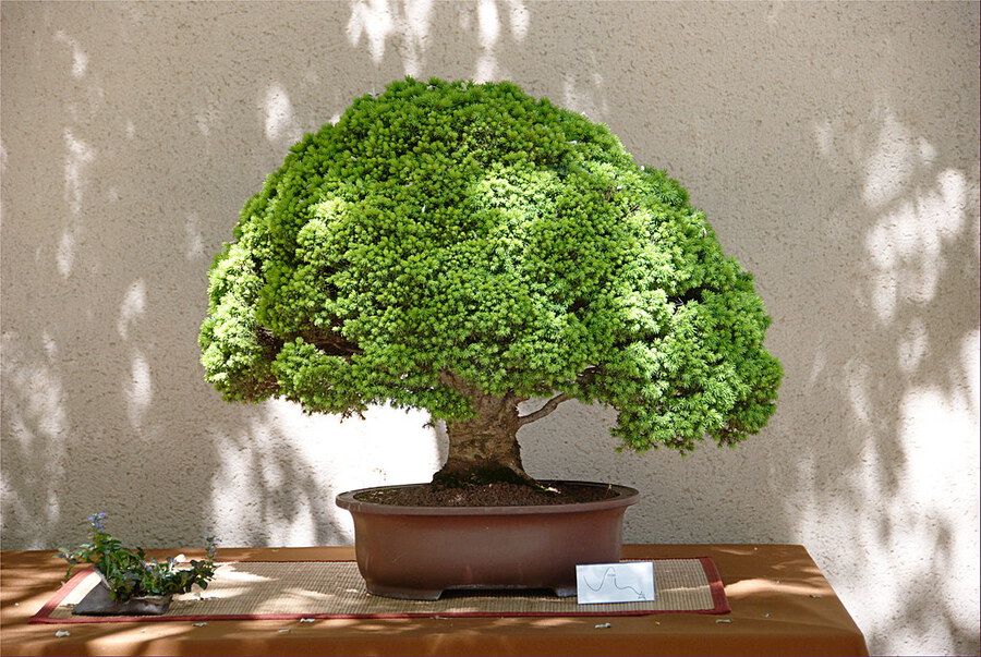 23 of the Smallest Bonsai Trees