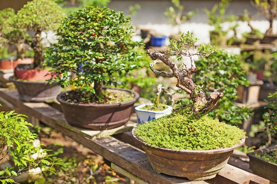23 of the Smallest Bonsai Trees