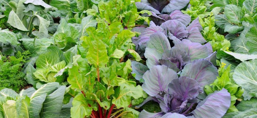 Everything You Need to Know About Companion Planting