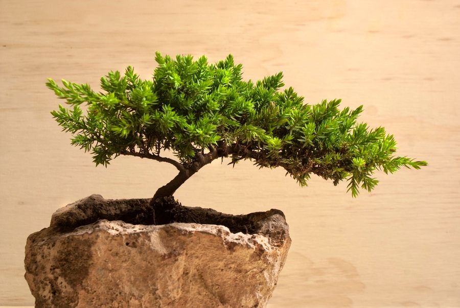 23 of the Smallest Bonsai Trees