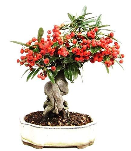 23 of the Smallest Bonsai Trees