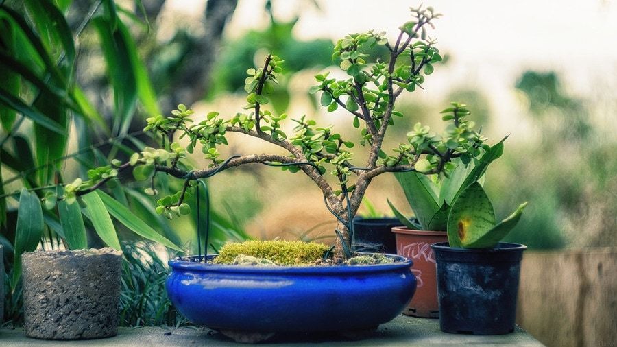 23 of the Smallest Bonsai Trees