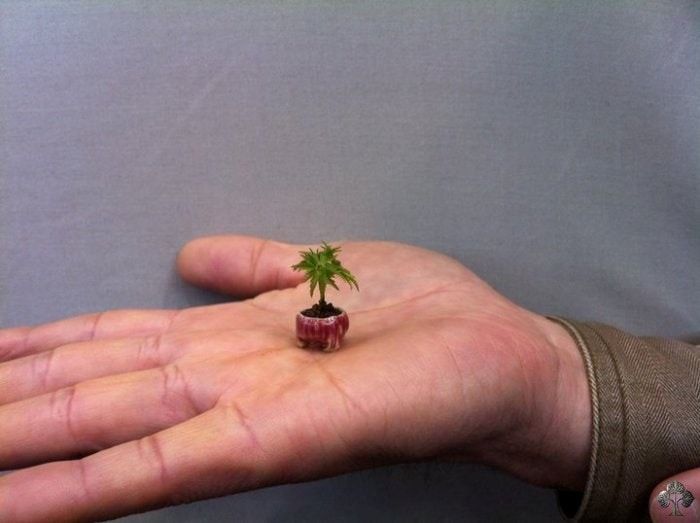 23 of the Smallest Bonsai Trees