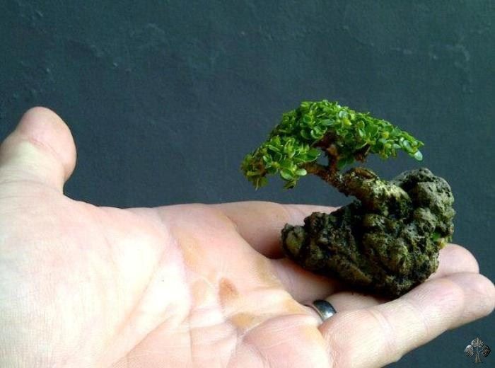 23 of the Smallest Bonsai Trees
