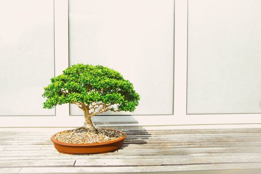 23 of the Smallest Bonsai Trees