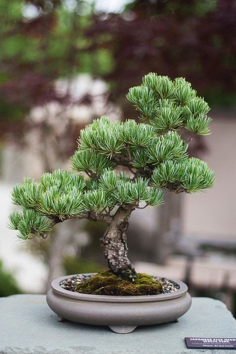 23 of the Smallest Bonsai Trees