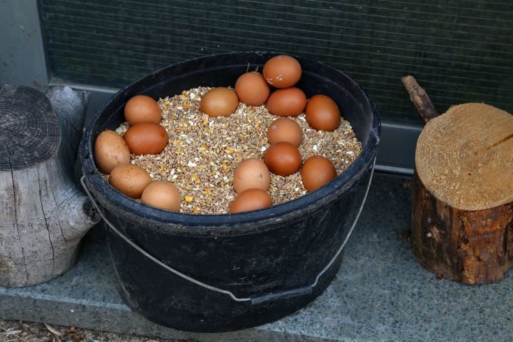 65 Amazing Chicken Coop Nesting Box Ideas
