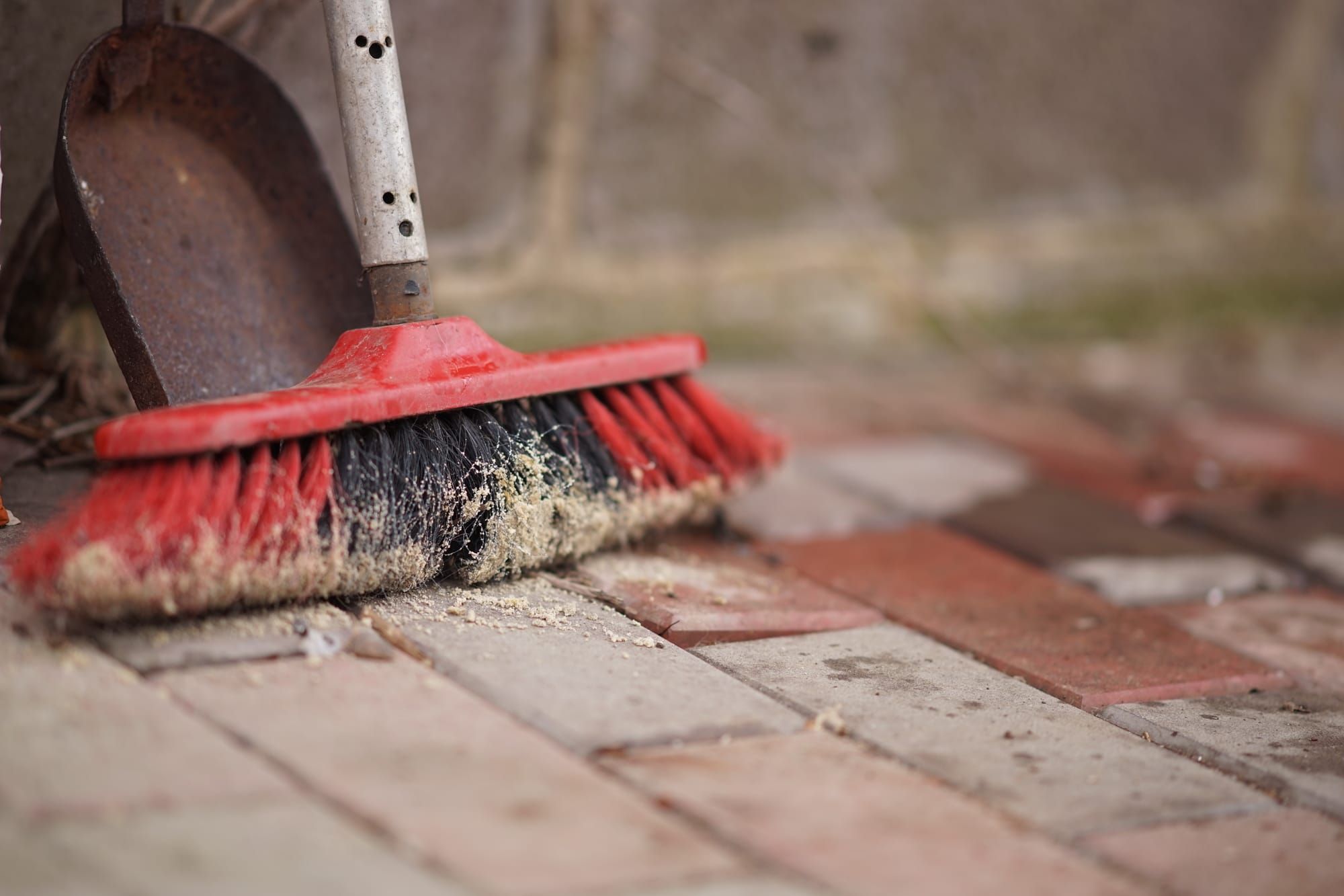 Everything You Need to Know About How to Start a Chicken Coop