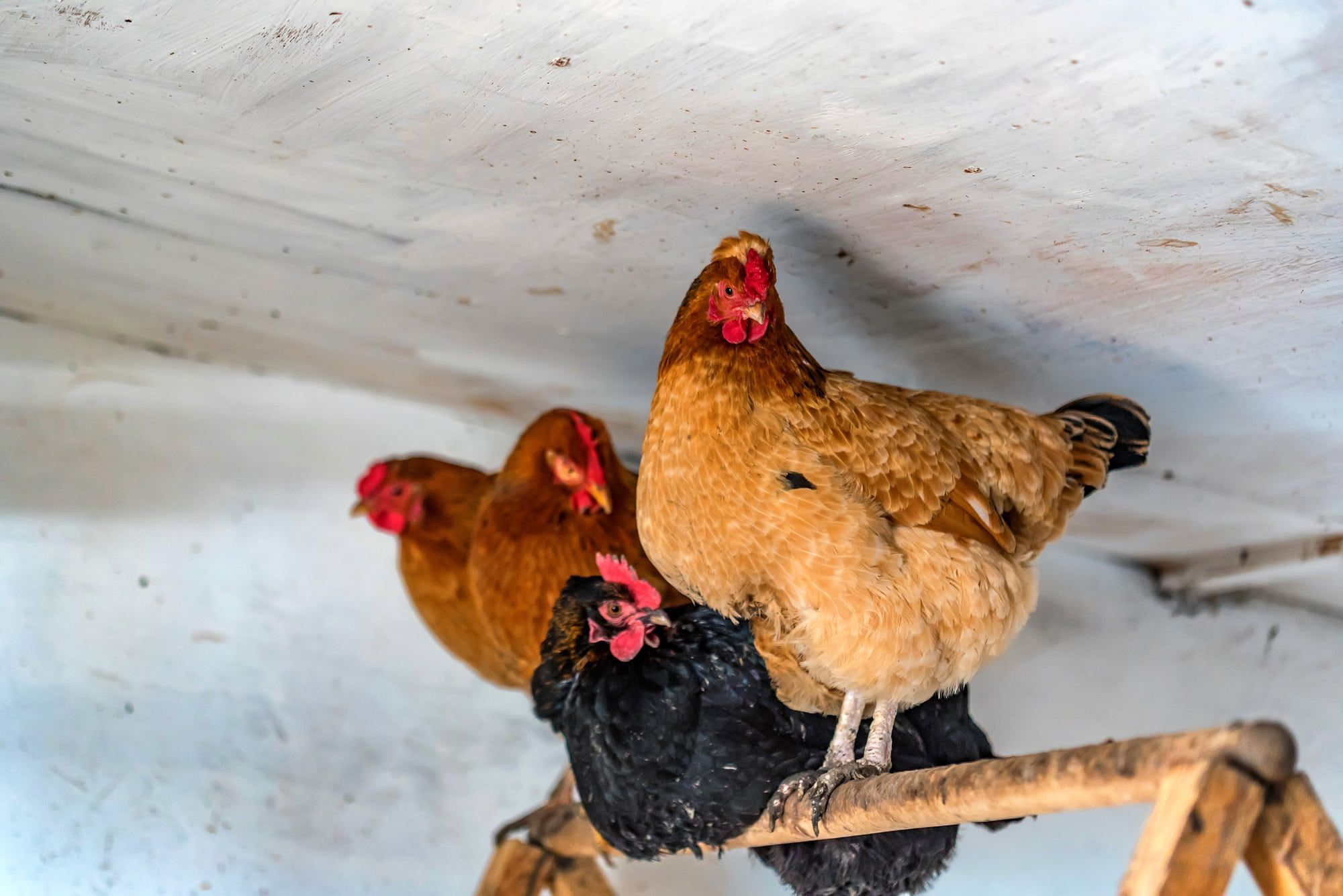 Everything You Need to Know About How to Start a Chicken Coop