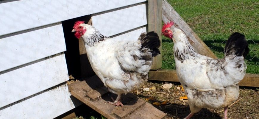 Everything You Need to Know About How to Start a Chicken Coop