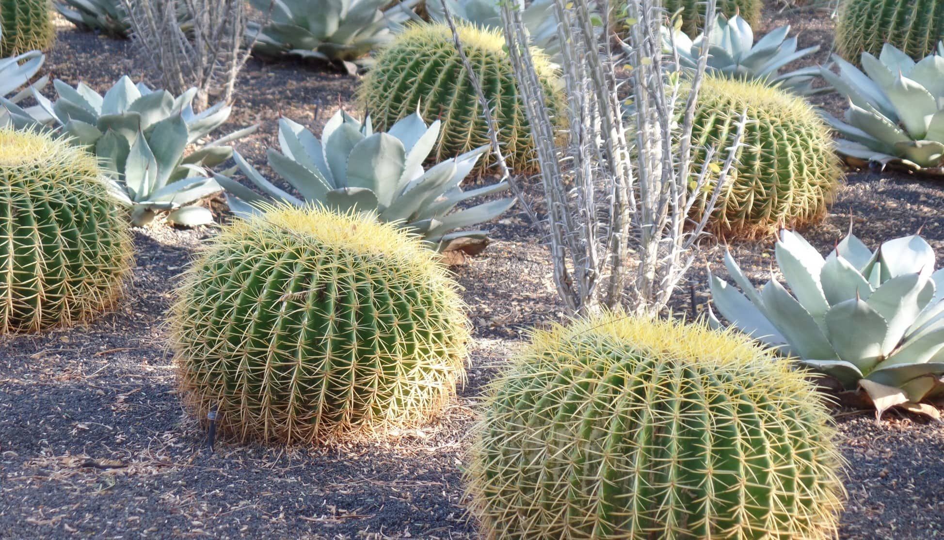 Xeriscaping: A Guide for Beginners