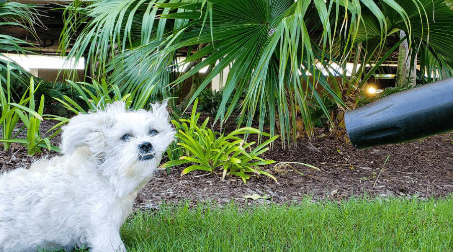 The Best Cordless Leaf Blowers for Home Use