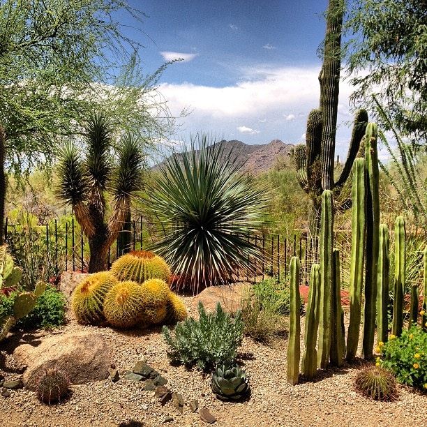Xeriscaping: A Guide for Beginners