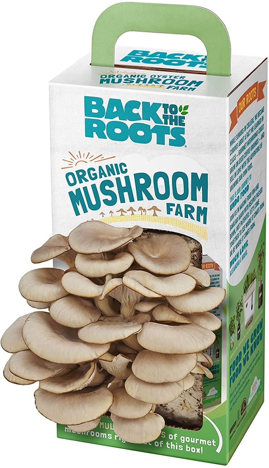 The Best Mushroom Kits to Grow Your Own Mushrooms