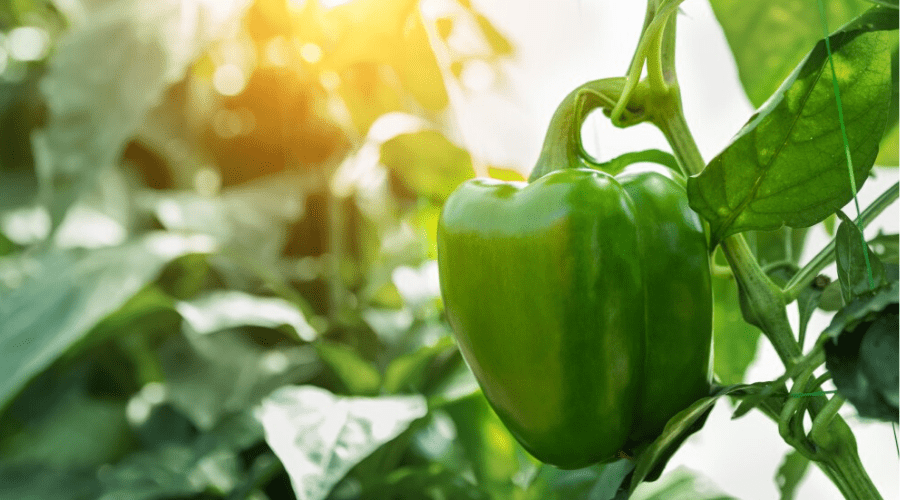 How to Grow and Harvest Bell Peppers at Home