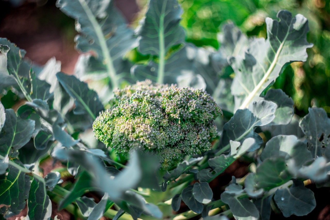 Grow Broccoli Indoors Like an Expert