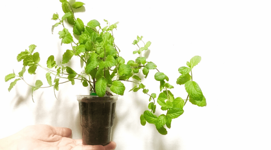 How to Grow Mint from Seed: Growing Mint Indoors and in Pots