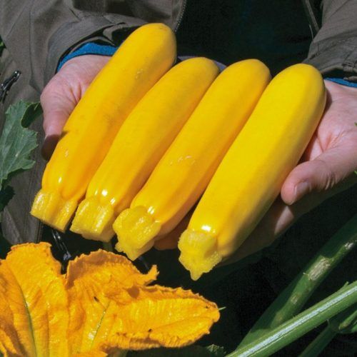 Where to Buy Vegetable Seeds Online: 7 Trusted Sources for All Your ...