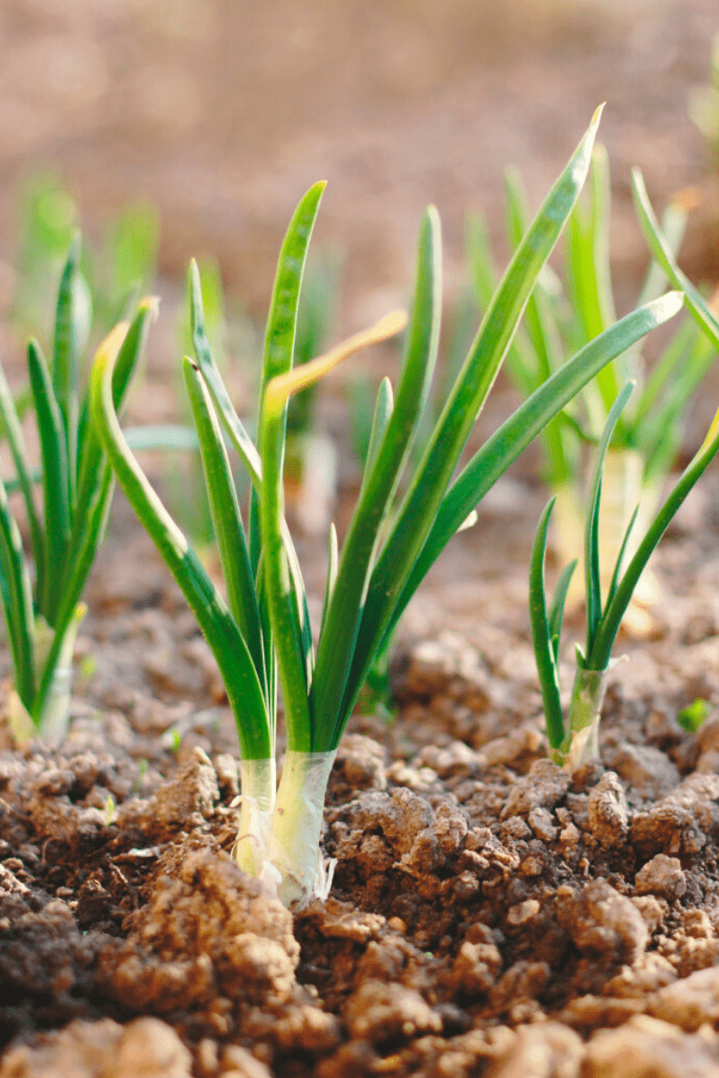 How to Grow Spring Onions: The Definitive Planting Guide
