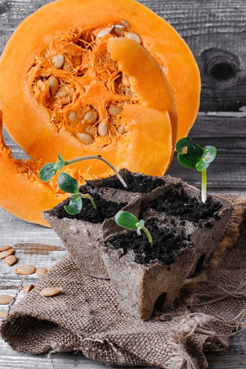 Pumpkin Planting Tips: How to Grow a Pumpkin in 2020
